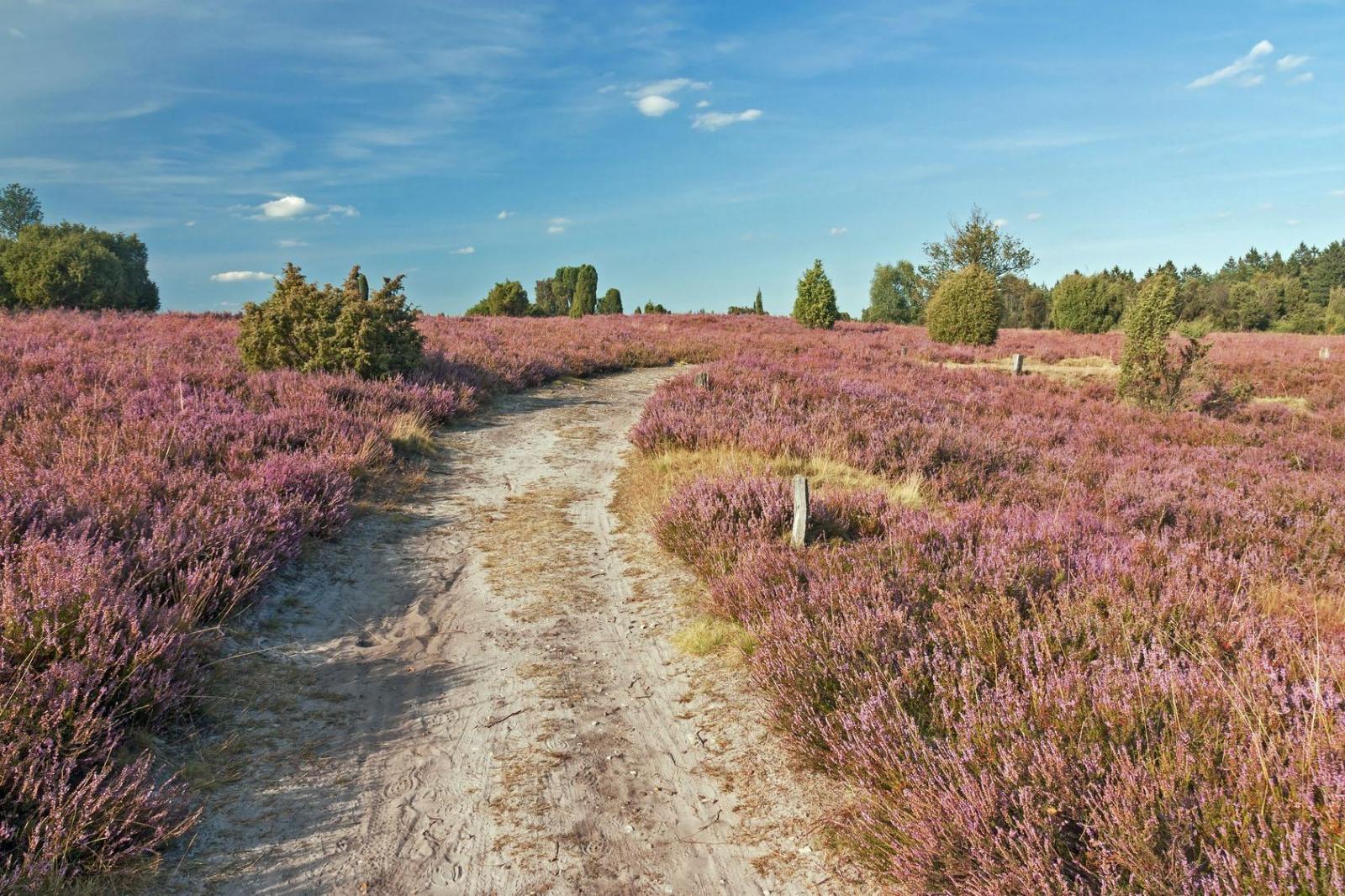 De Lüneburger Heide in Noord-Duitsland